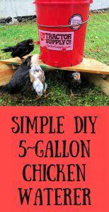 19 Cheap DIY Chicken Waterer Ideas | PVC Chicken Waterer