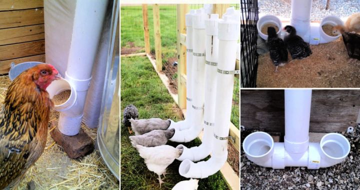 30 Free Chicken Coop Plans You Can Build at Home