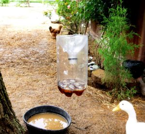 25 Homemade DIY Fly Trap Ideas to Catch Flies Fast