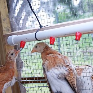 DIY Chicken Waterer for Your Backyard Flock