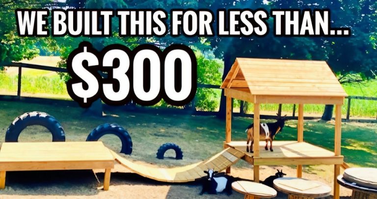 Easy DIY Goat Pen Design for Beginners