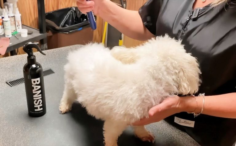 DIY Dog Grooming Tutorial for Pet Owners