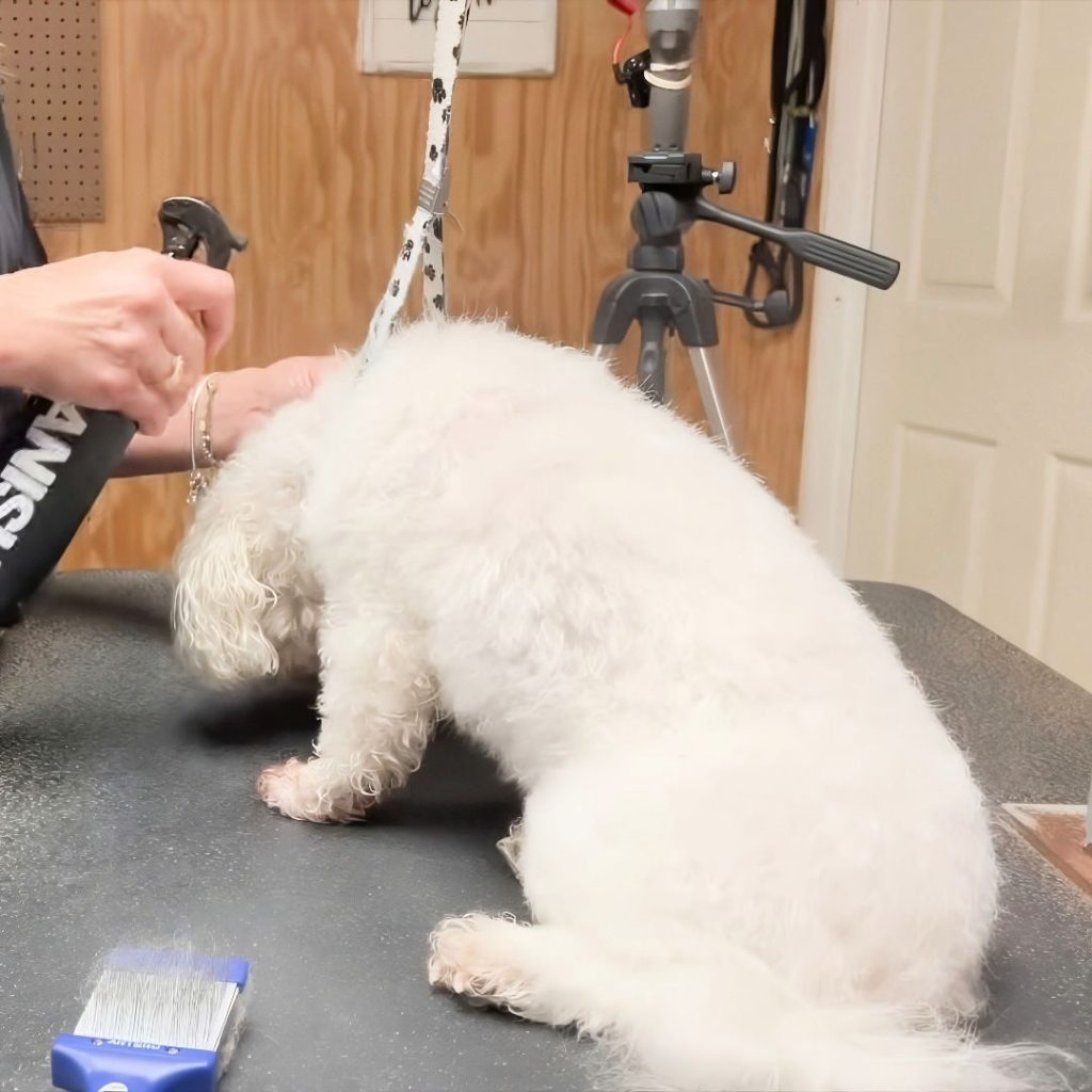 DIY Dog Grooming Tutorial for Pet Owners