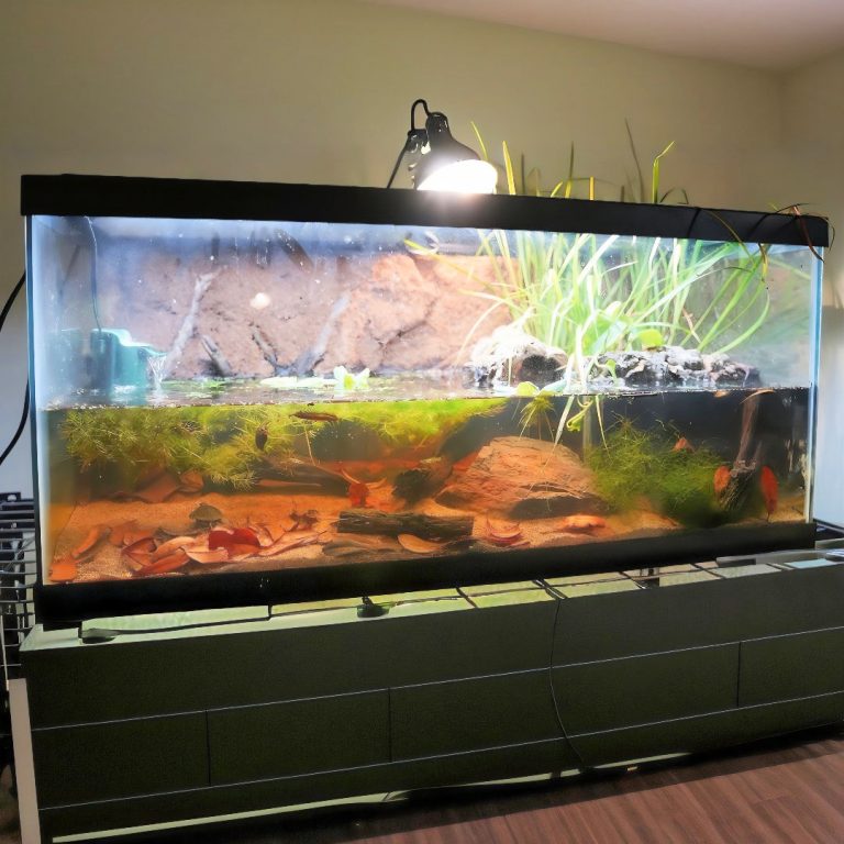 How to Set Up A DIY Turtle Tank