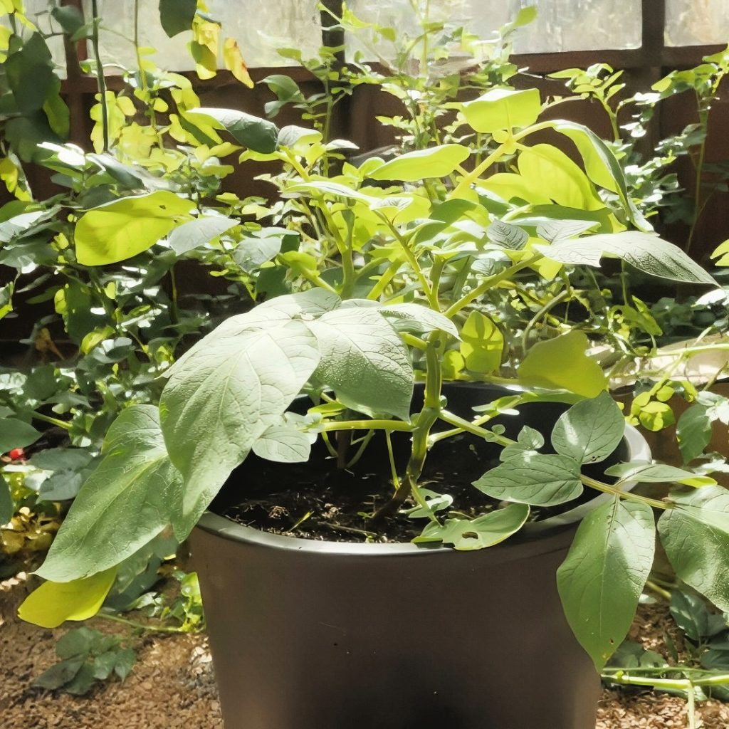 How to Grow Potatoes at Home: Complete Guide