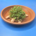 DIY Chia Pet Tutorial: Fun Craft for All Ages