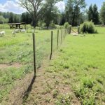 Easy DIY Goat Pen Design for Beginners